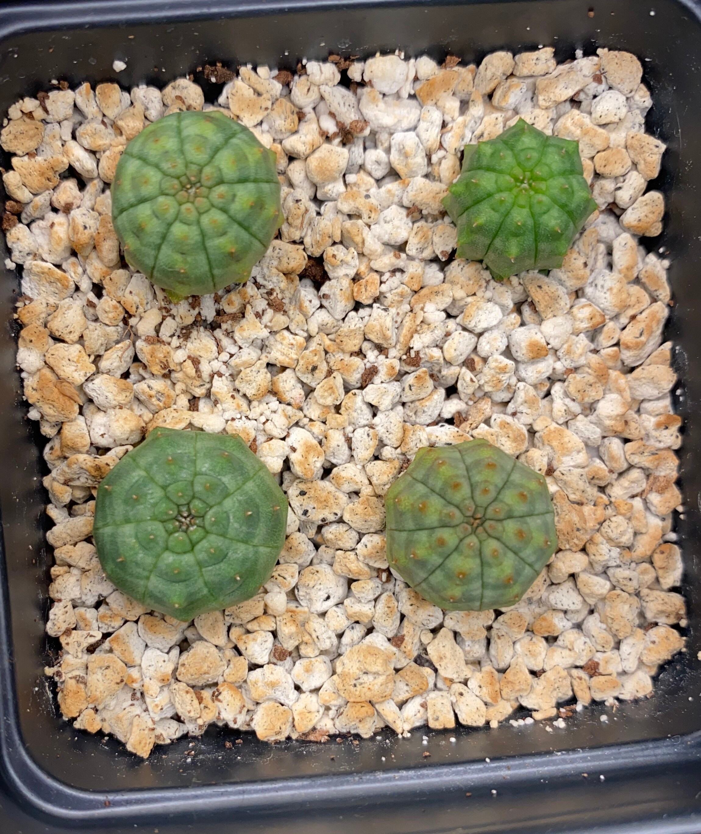 Euphorbia Obesa LIVE SEEDS Baseball Plant Succulent Seeds (grow Your ...