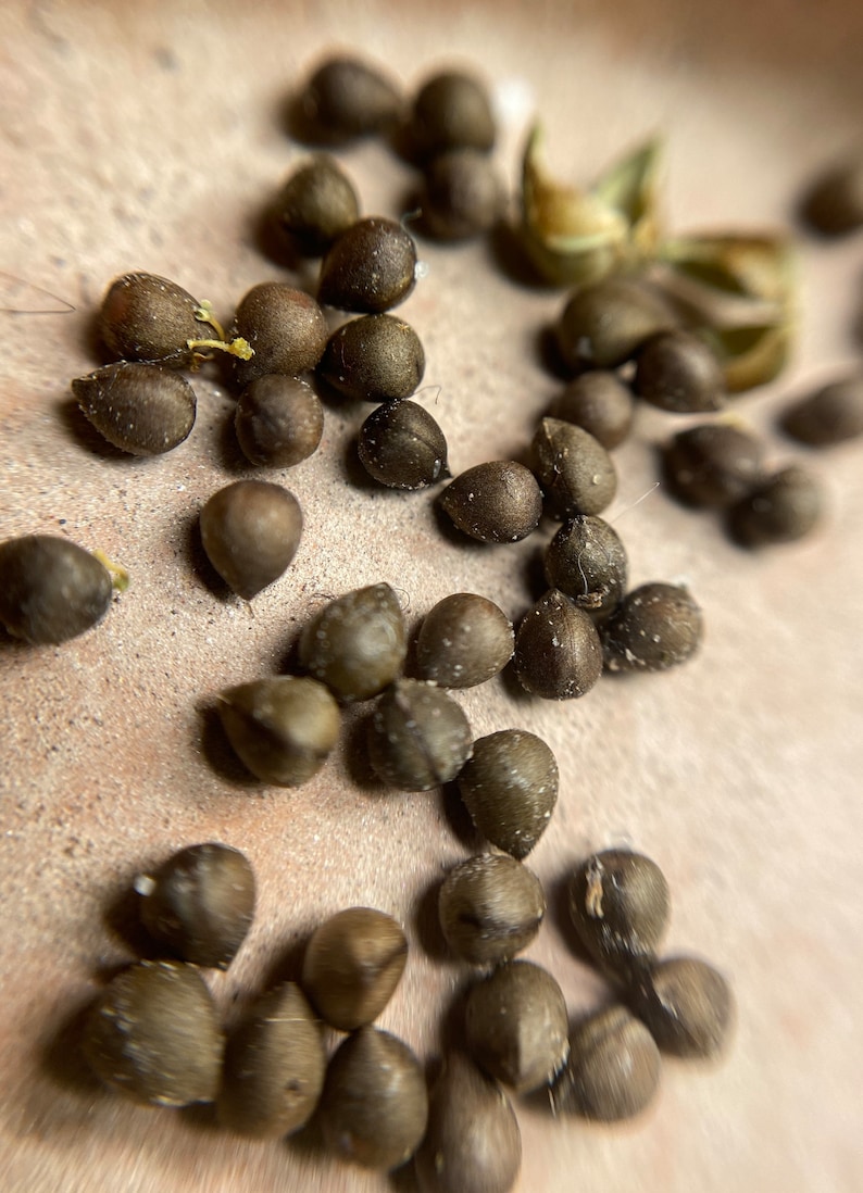 Euphorbia Obesa LIVE SEEDS Baseball Plant Succulent Seeds (grow Your Own Plant!) (free USA ...