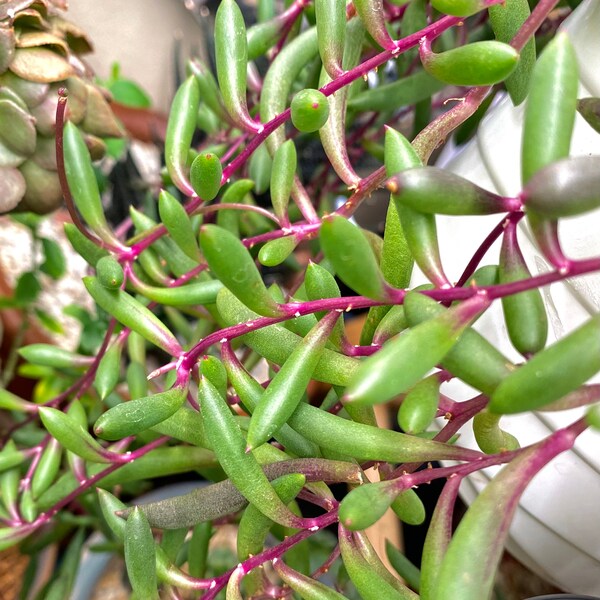 Othonna Capensis - Etsy