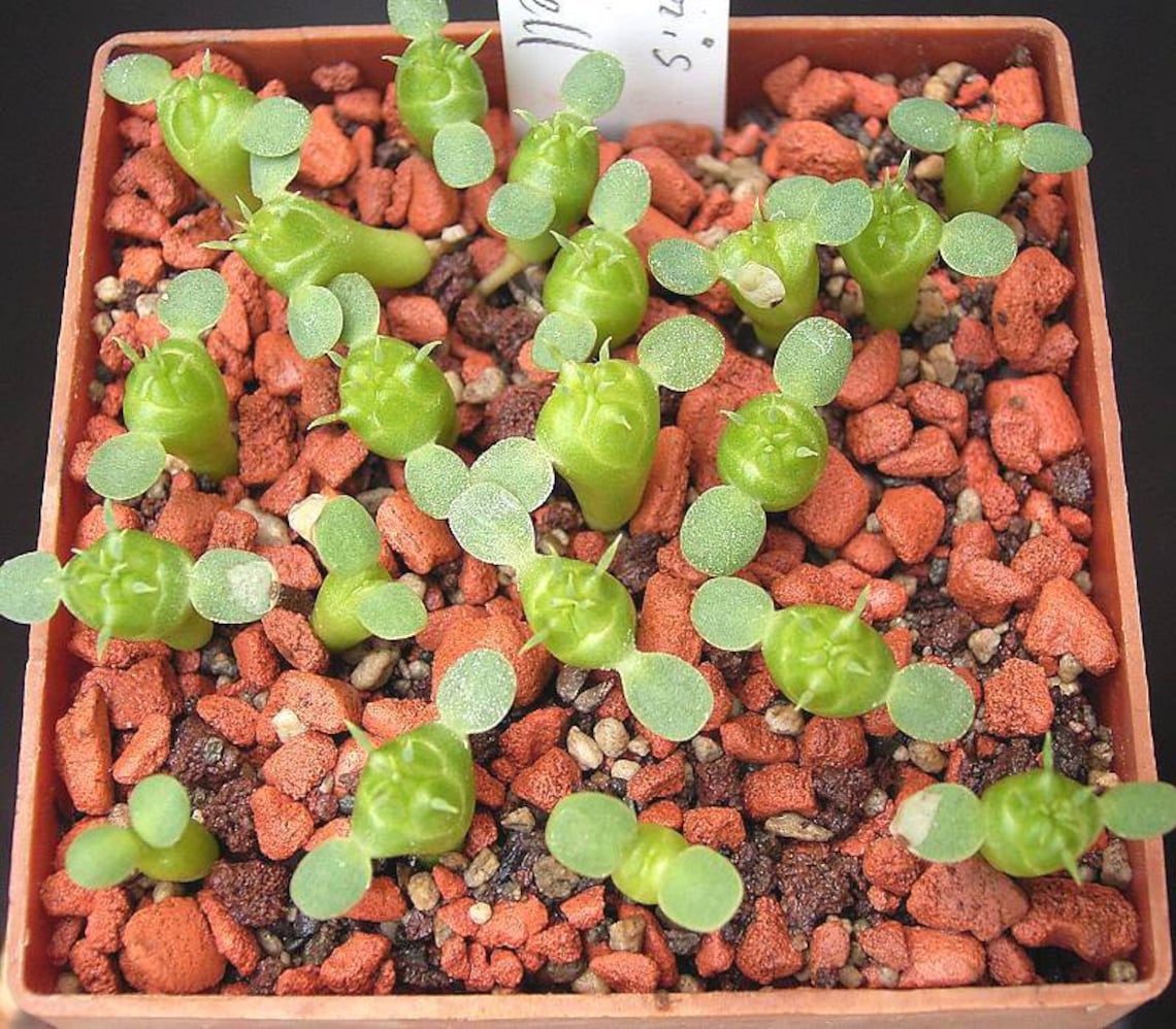 Euphorbia Obesa LIVE SEEDS Baseball Plant Succulent Seeds (grow Your ...