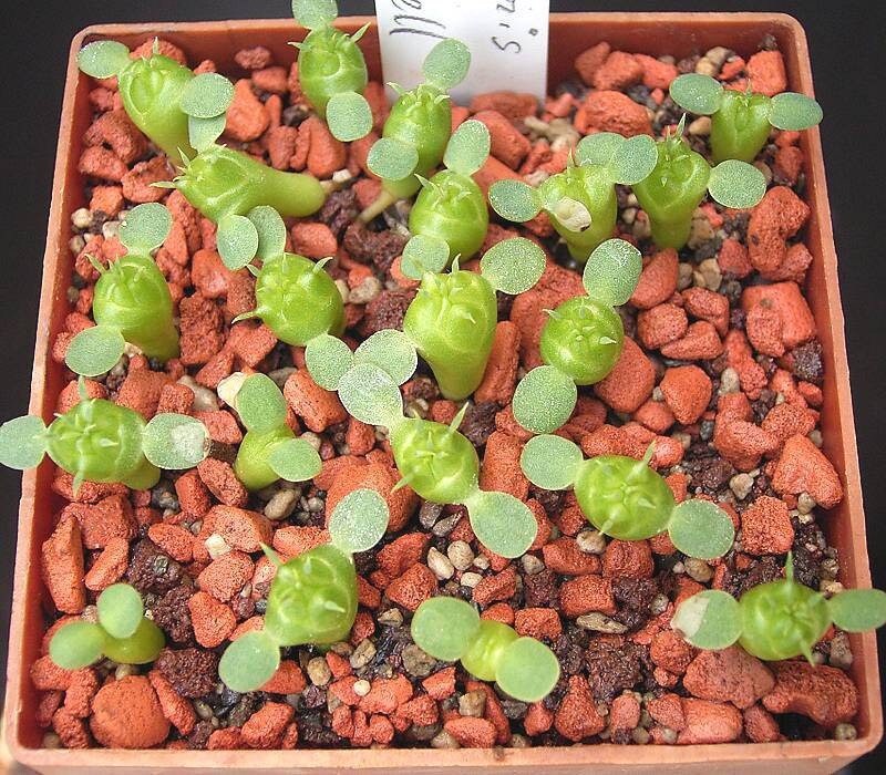 Euphorbia Obesa LIVE SEEDS Baseball Plant Succulent Seeds (grow Your Own Plant!) (free USA ...