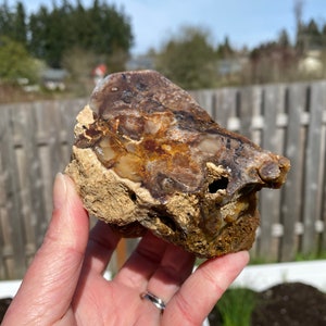 Polished Petrified Wood, Agate, Saddle Mountain - Etsy