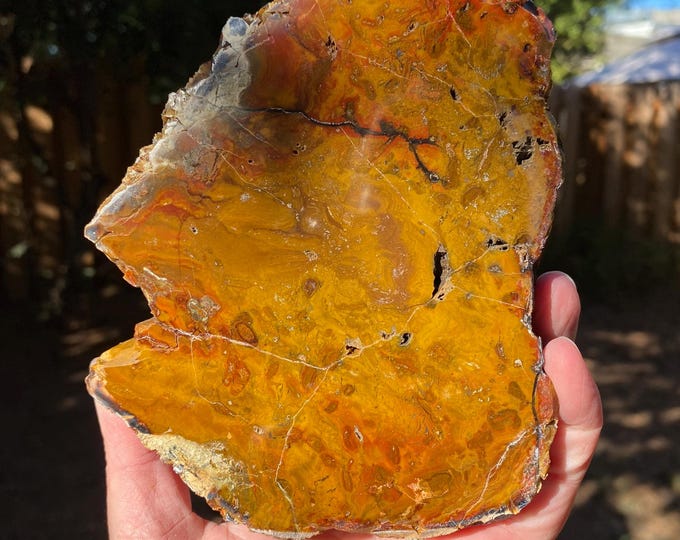 Tempskya Petrified Tree Fern, Polished Petrified Wood, Agate, Eastern ...