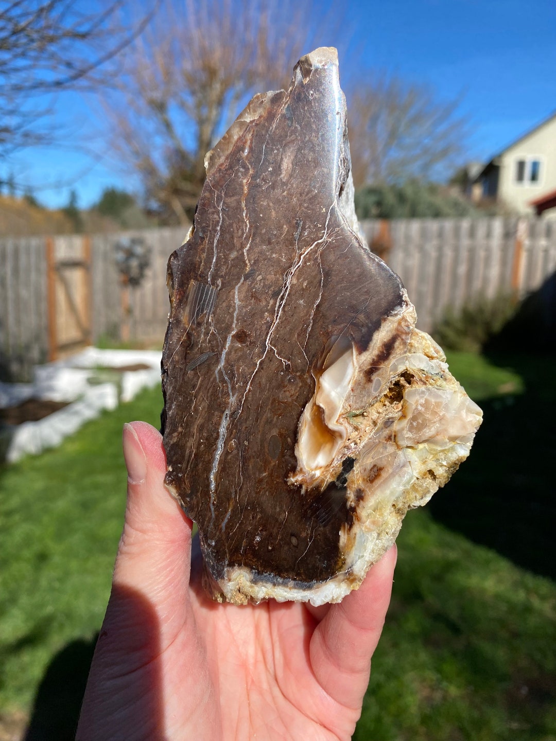 Polished Agatized Petrified Wood, Agate, Saddle Mountain - Etsy