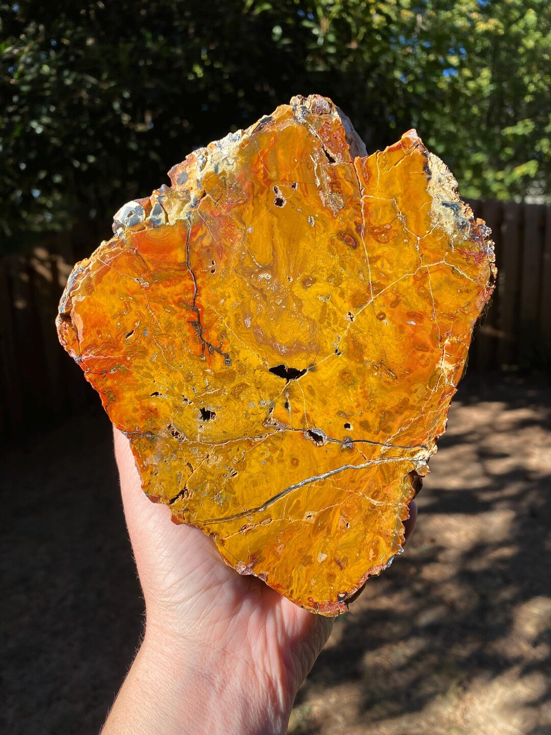 Tempskya Petrified Tree Fern, Polished Petrified Wood, Agate, Eastern ...