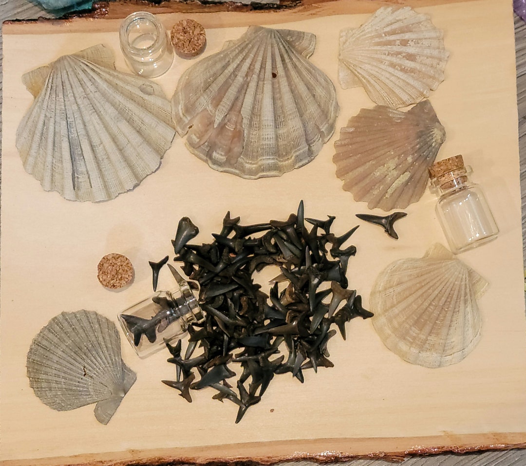 SHARK TEETH & SHELLS, 10 Fossilized Shark Teeth, 2 Fossilized Shell ...