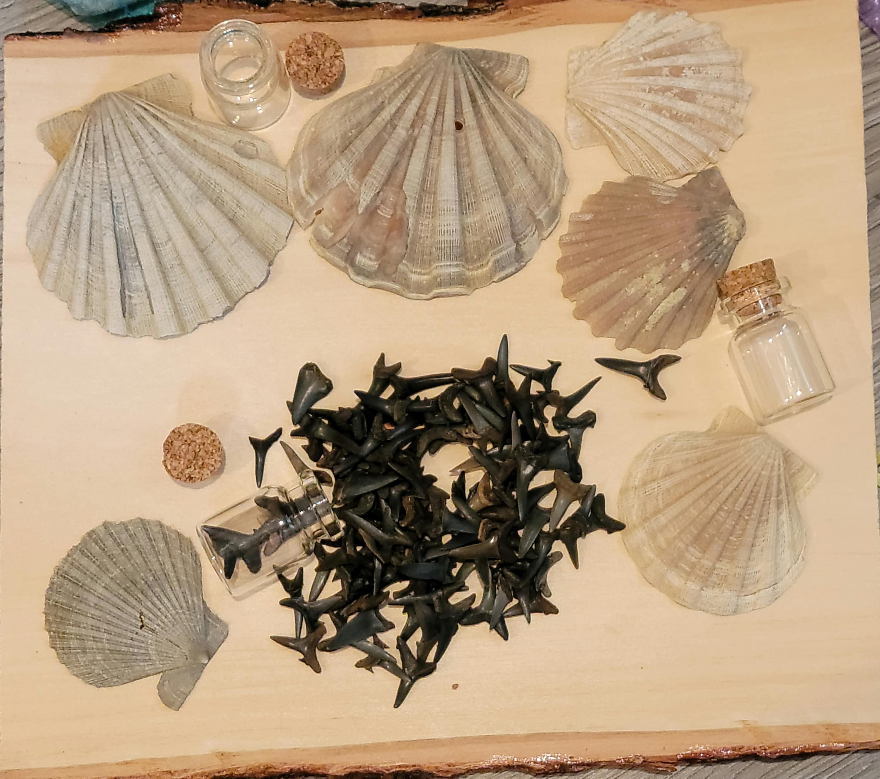 SHARK TEETH & SHELLS, 10 Fossilized Shark Teeth, 2 Fossilized Shell ...