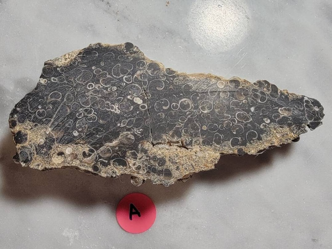 Turritella Agate, Turritella Fossil, Agate, Fossilized Agate ...