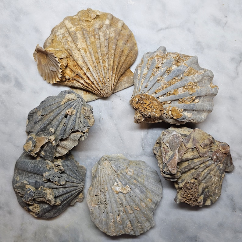FOSSILIZED SCALLOP MATRIX, Scallop Shell Fossil, Chesapecten Fossil ...