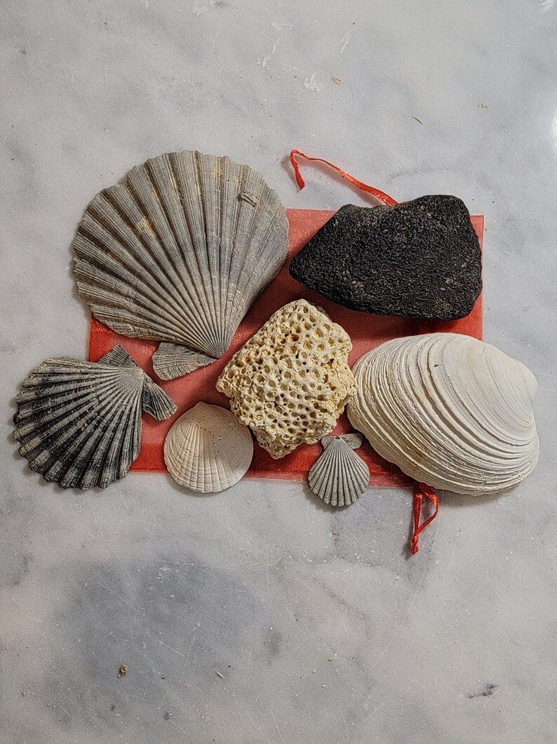 FOSSIL PACKS, 7 Fossils, Fossilized Corals, Fossilized Shells, Dogtooth ...