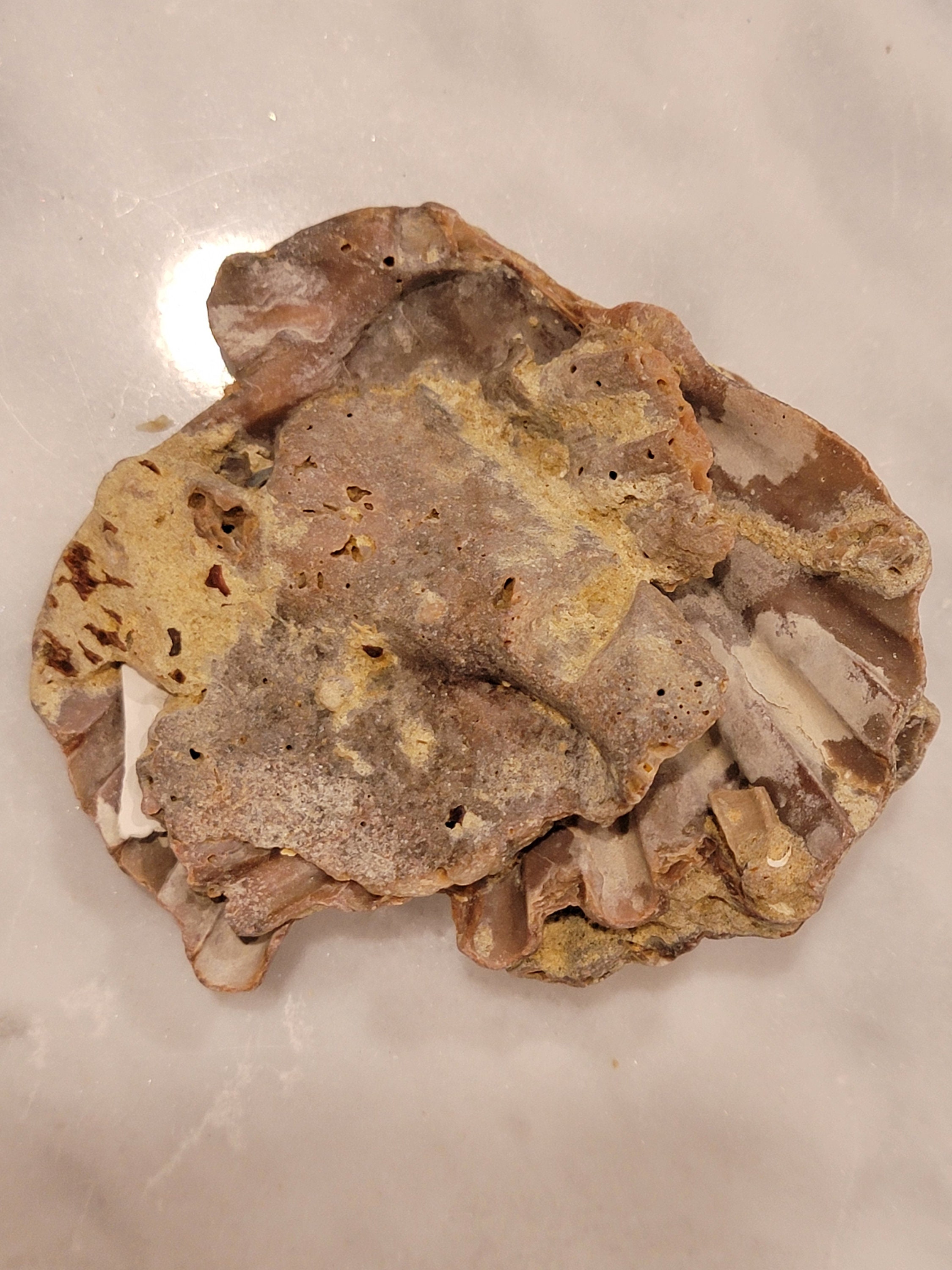 FOSSILIZED SCALLOP MATRIX Scallop Shell Fossil Chesapecten - Etsy