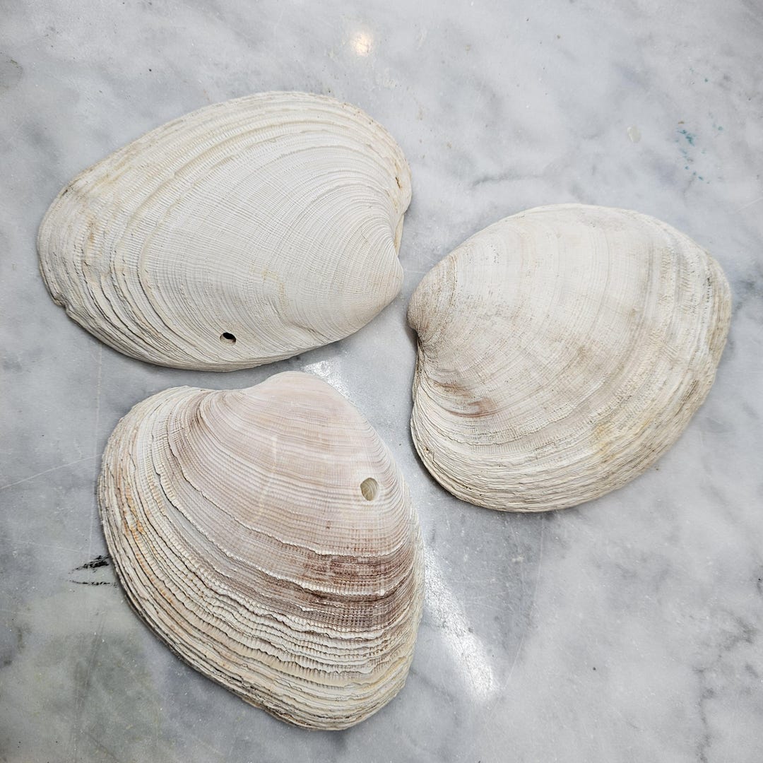 FOSSILIZED VENUS CLAM, 3 Pack, Fossilized Clam, Virginia Fossils - Etsy
