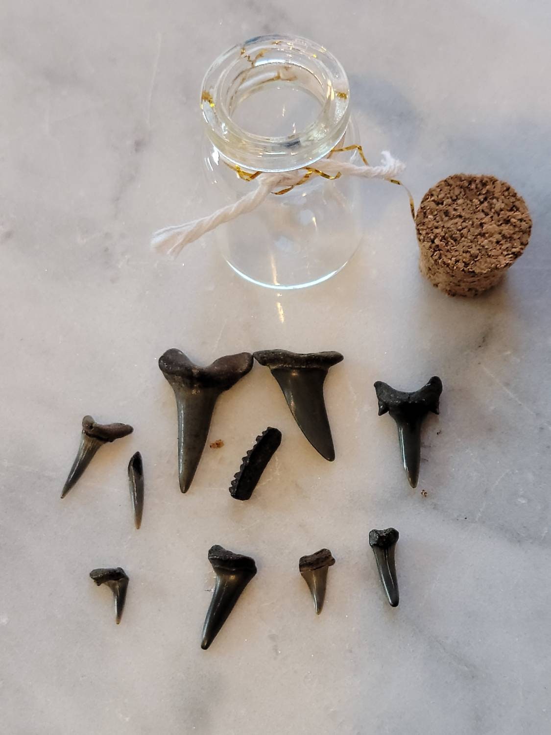 SHARK TOOTH CAPSULE 10 Piece, Fossilized Shark Teeth, Shark Tooth ...