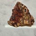BIRDS EYE RHYOLITE, Cut and Sanded Stone, Minerals, Rhyolite Collectors ...