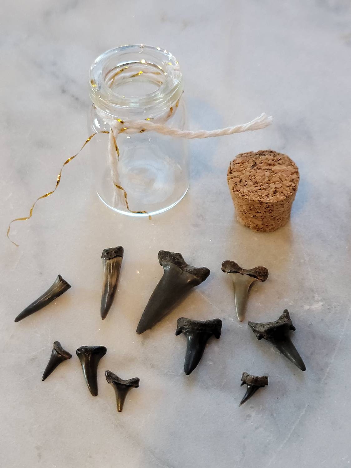 SHARK TOOTH CAPSULE 10 Piece, Fossilized Shark Teeth, Shark Tooth ...