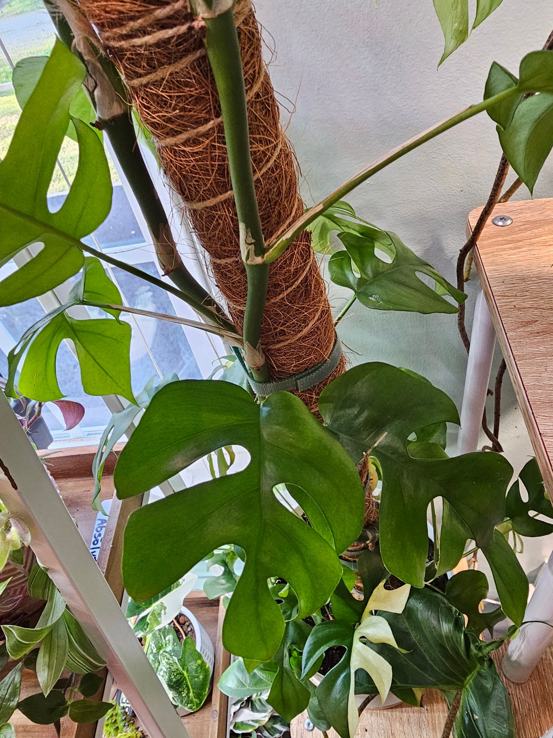 MINI MONSTERA Unrooted Cutting 2 Piece, Rhaphidophora Tetrasperma, Low ...