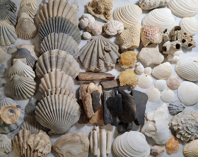 FOSSIL PACKS, 7 Fossils, Fossilized Corals, Fossilized Shells, Dogtooth ...
