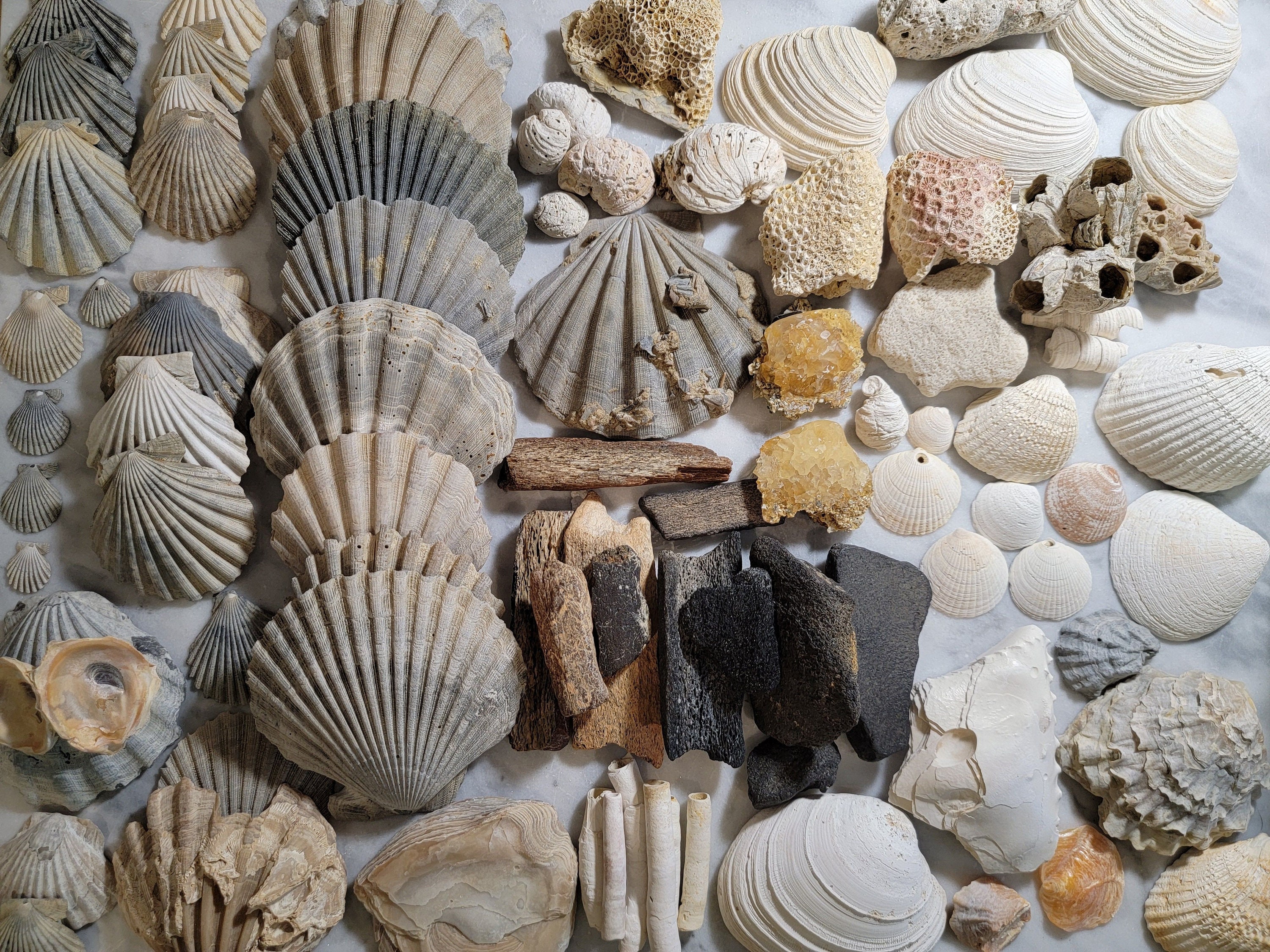 FOSSIL PACKS, 7 Fossils, Fossilized Corals, Fossilized Shells, Dogtooth ...
