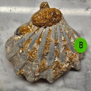 FOSSILIZED SCALLOP MATRIX, Scallop Shell Fossil, Chesapecten Fossil ...
