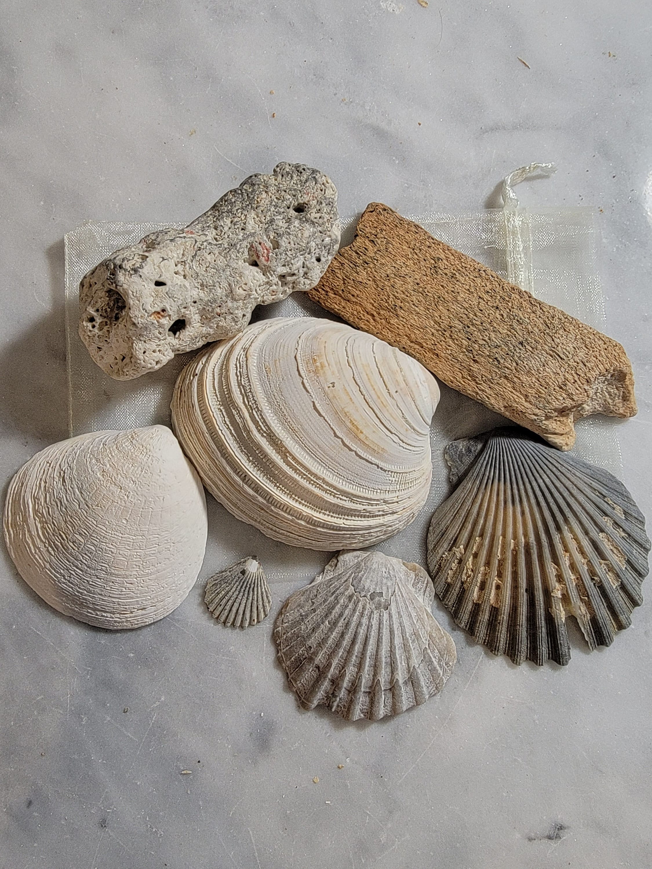 FOSSIL PACKS, 7 Fossils, Fossilized Corals, Fossilized Shells, Dogtooth ...