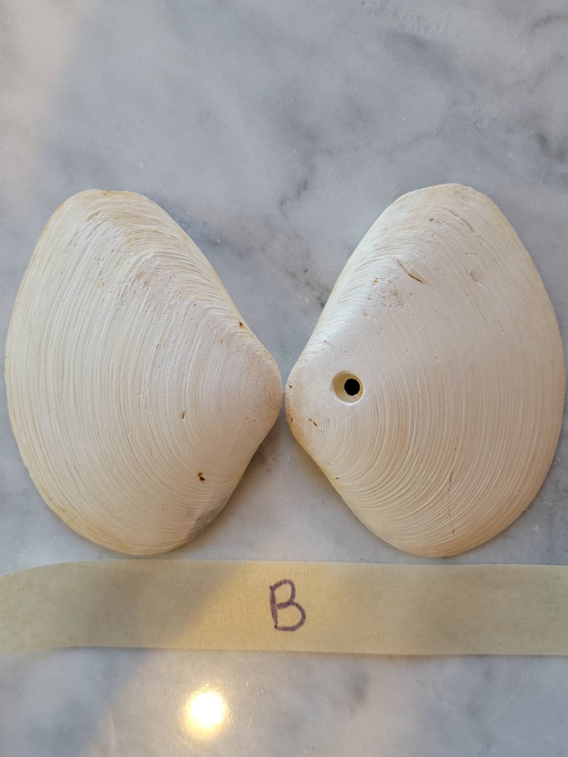 RARE* VENUS CLAM Fossil Doubles, Fossilized Shell, Clam Shells, Whole ...
