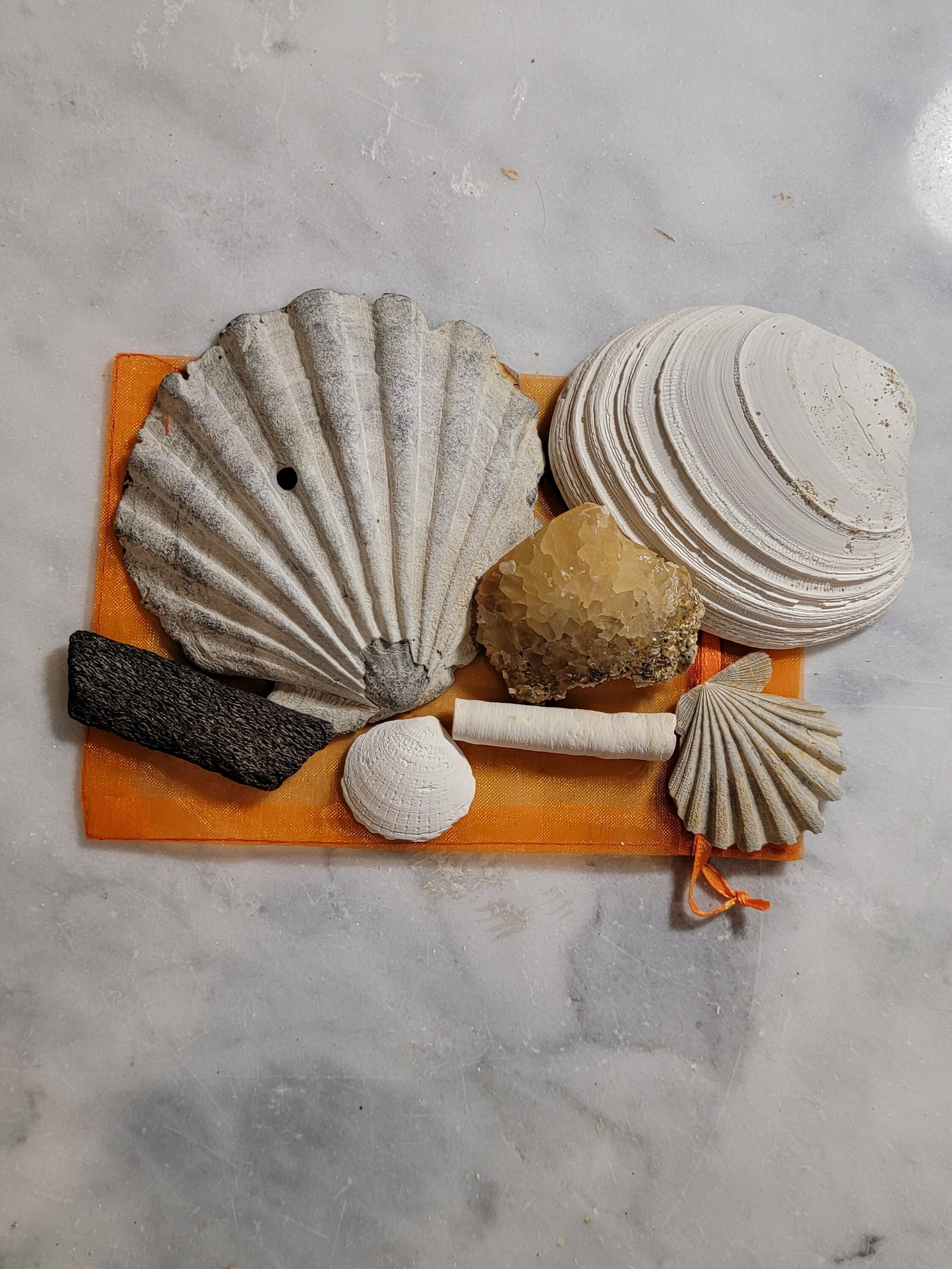 FOSSIL PACKS, 7 Fossils, Fossilized Corals, Fossilized Shells, Dogtooth ...