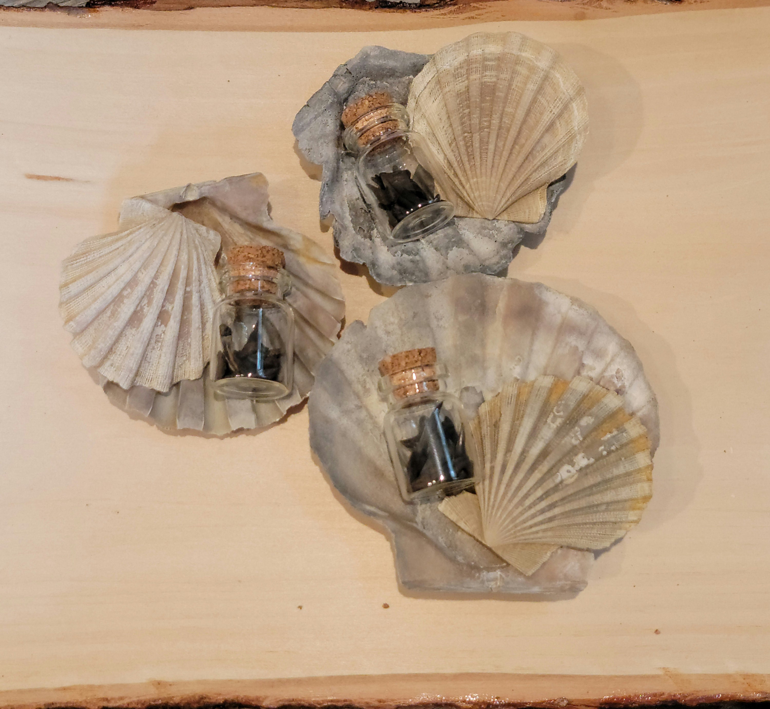 SHARK TEETH & SHELLS, 10 Fossilized Shark Teeth, 2 Fossilized Shell ...