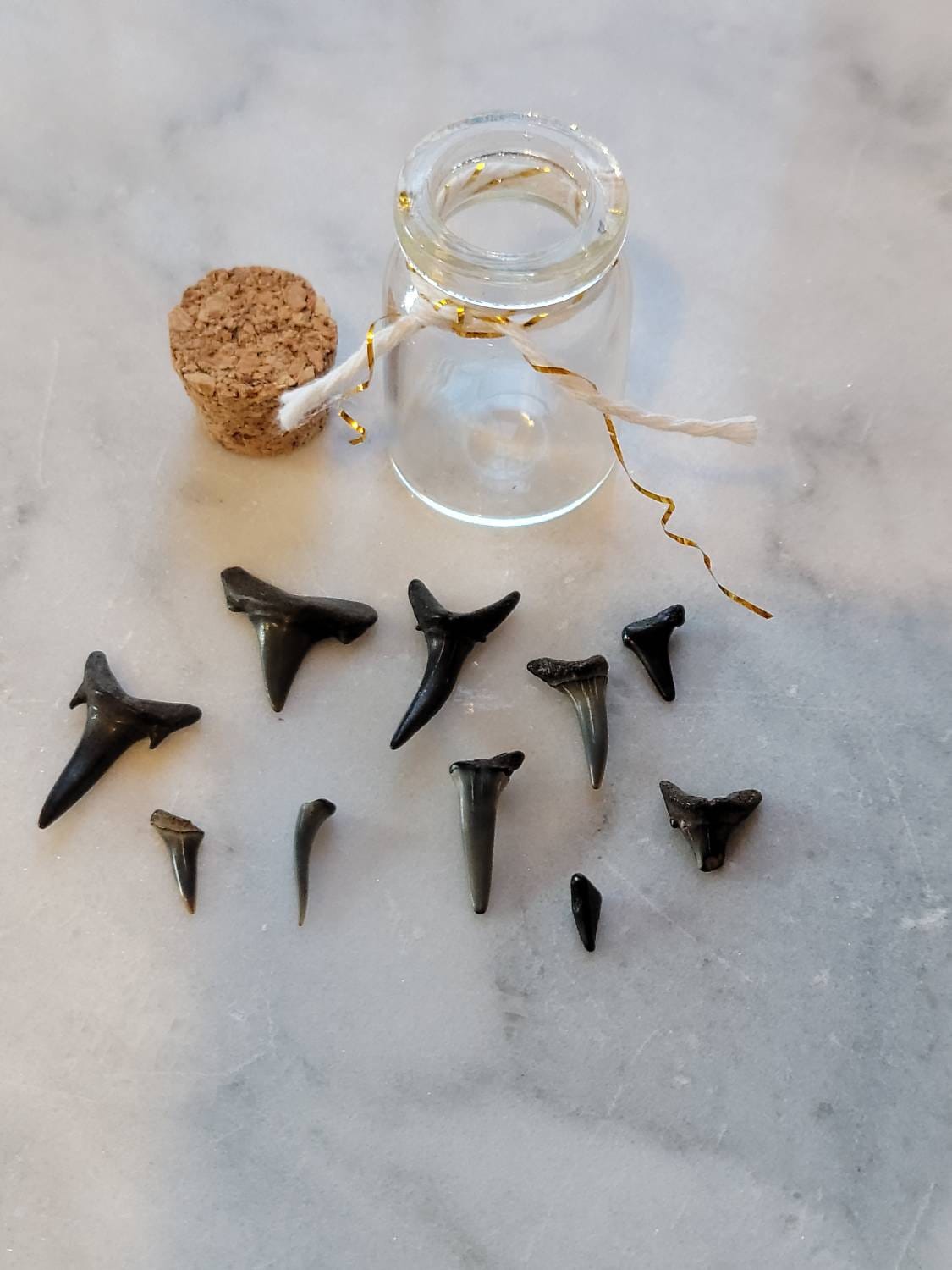 SHARK TOOTH CAPSULE 10 Piece, Fossilized Shark Teeth, Shark Tooth ...