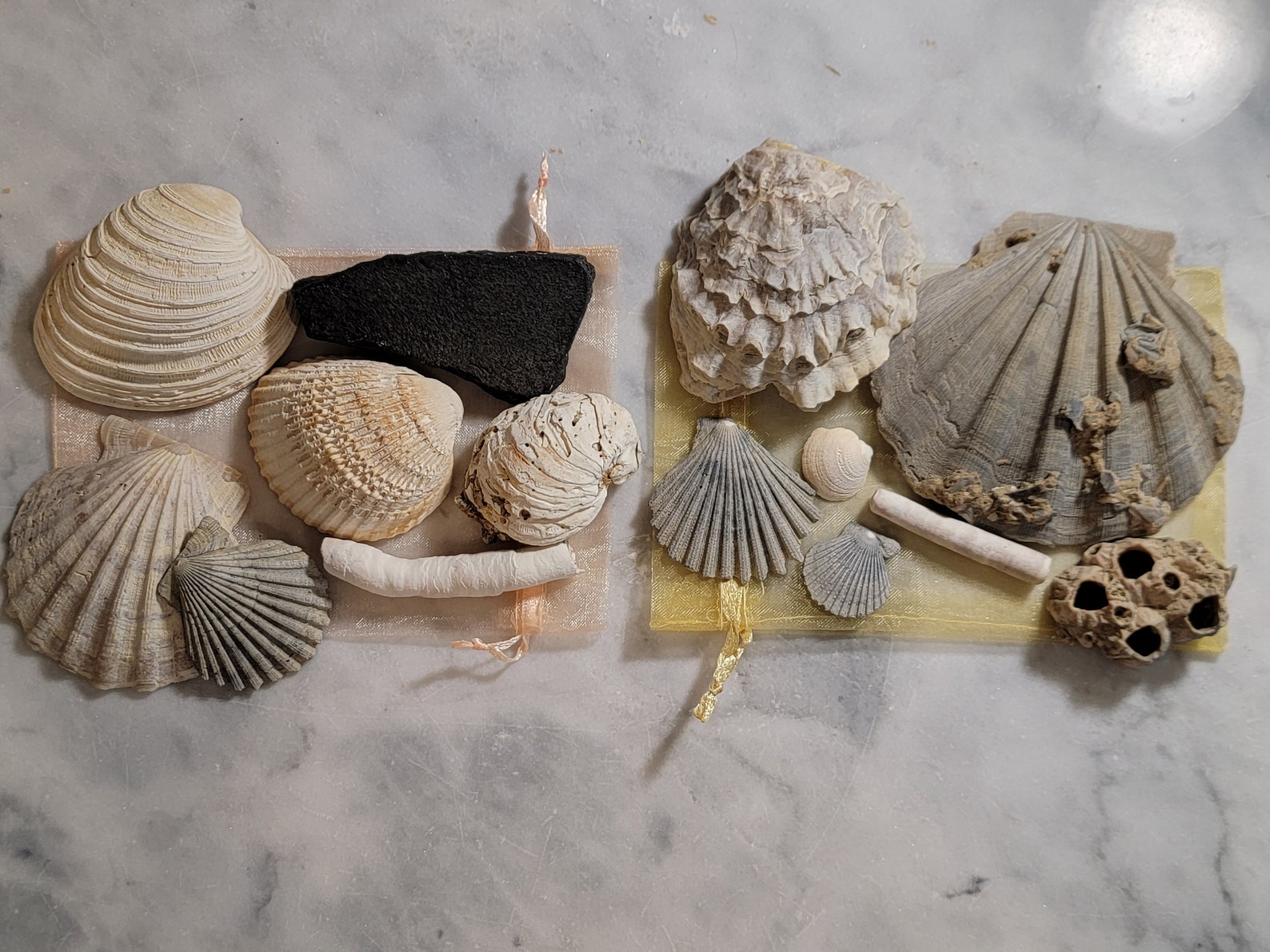 FOSSIL PACKS, 7 Fossils, Fossilized Corals, Fossilized Shells, Dogtooth ...