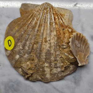FOSSILIZED SCALLOP MATRIX, Scallop Shell Fossil, Chesapecten Fossil ...