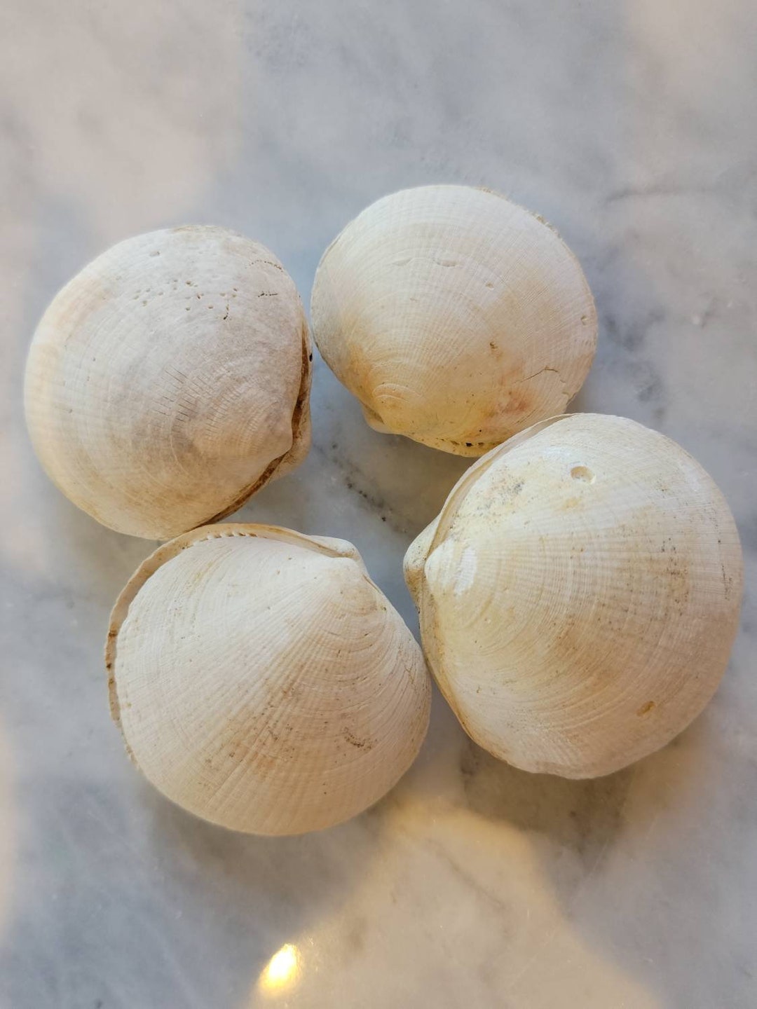 RARE* FOSSILIZED CLAM Shell Doubles, Fossilized Shell, Clam Shells ...