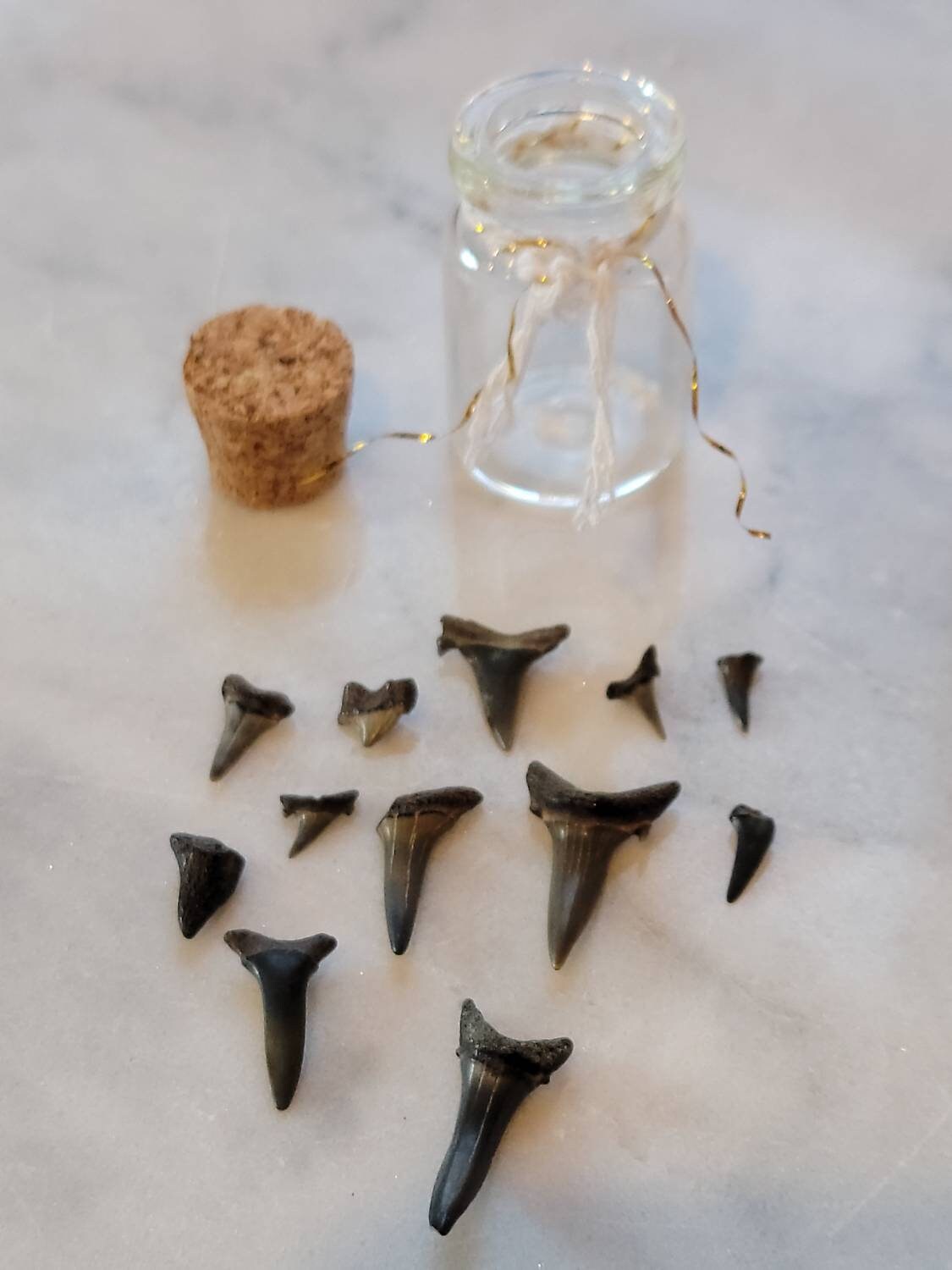 SHARK TOOTH CAPSULE 10 Piece, Fossilized Shark Teeth, Shark Tooth ...