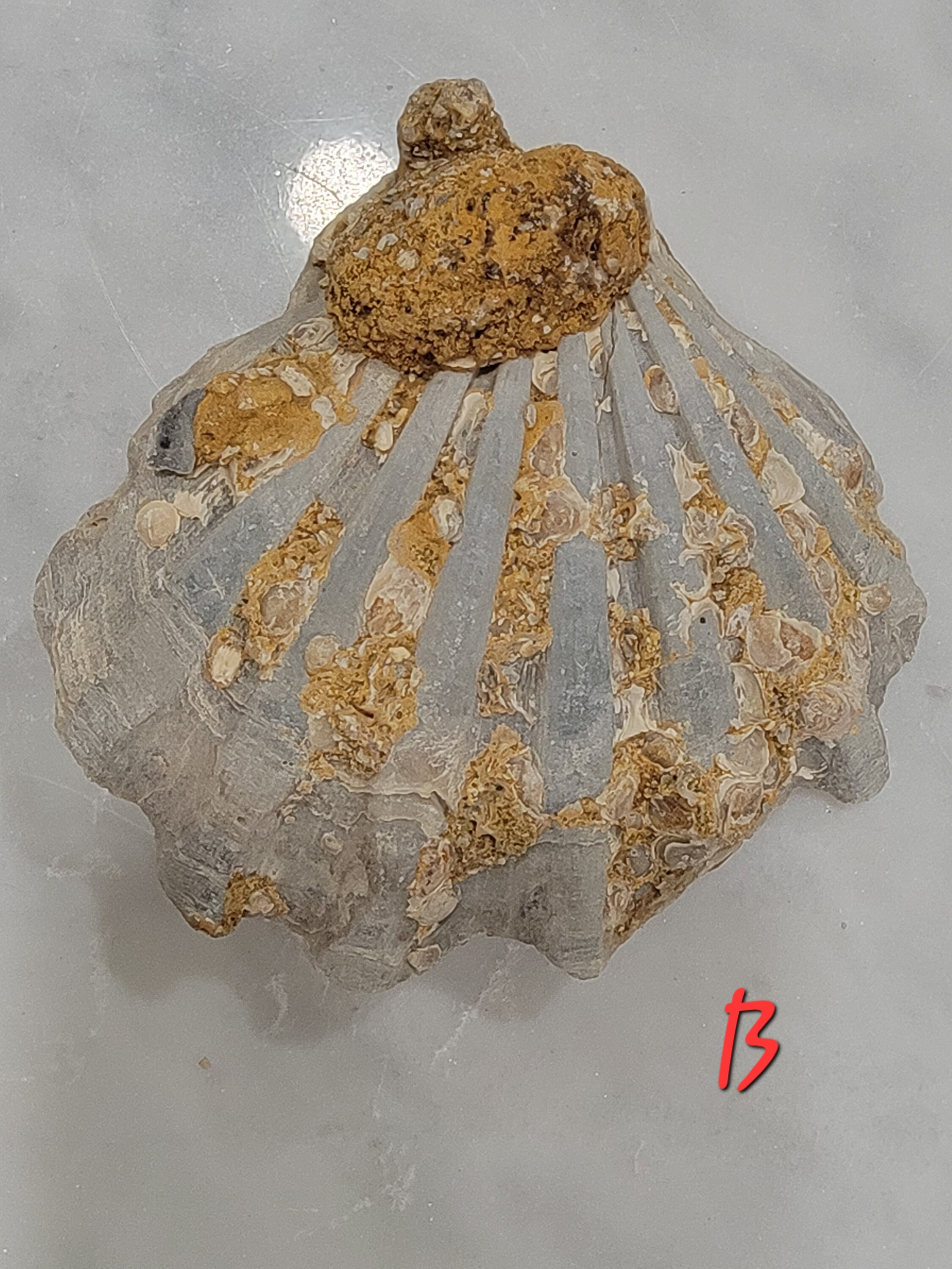 FOSSILIZED SCALLOP MATRIX Scallop Shell Fossil Chesapecten - Etsy