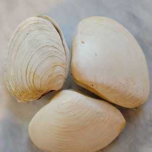 RARE* VENUS CLAM Fossil Doubles, Fossilized Shell, Clam Shells, Whole ...
