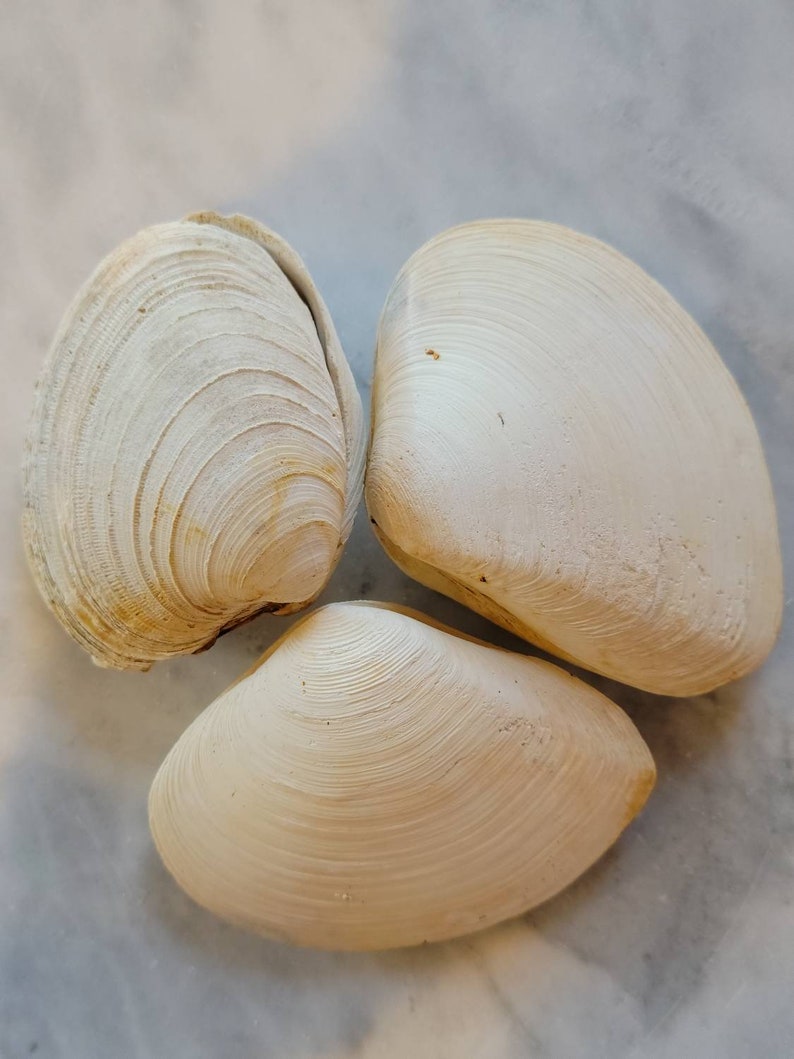 RARE* VENUS CLAM Fossil Doubles, Fossilized Shell, Clam Shells, Whole ...