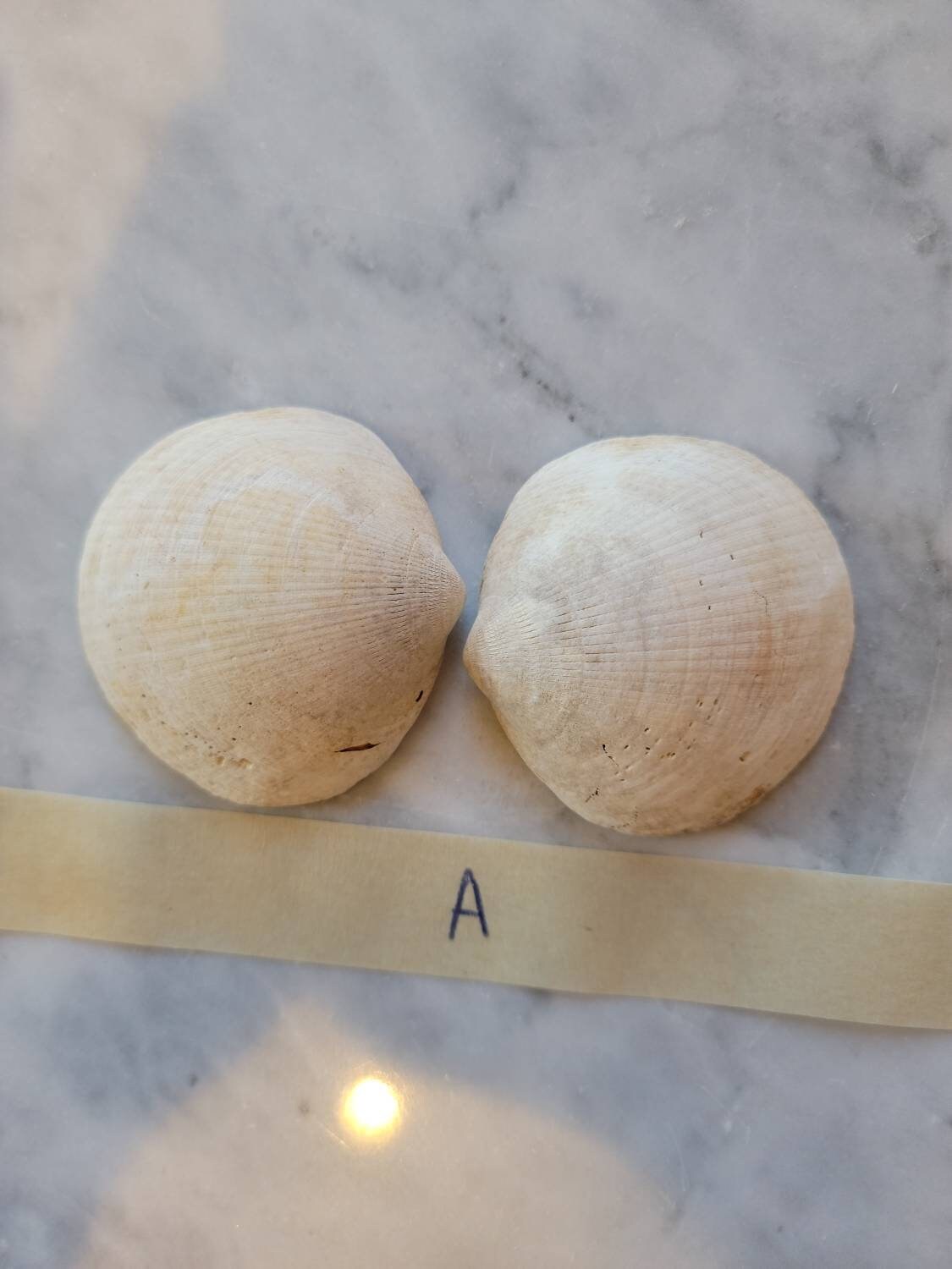 RARE* FOSSILIZED CLAM Shell Doubles, Fossilized Shell, Clam Shells ...