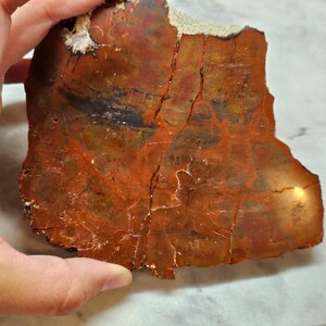 RED PETRIFIED WOOD, Fossilized Wood, Petrified Wood, Arizona Wood, Red ...