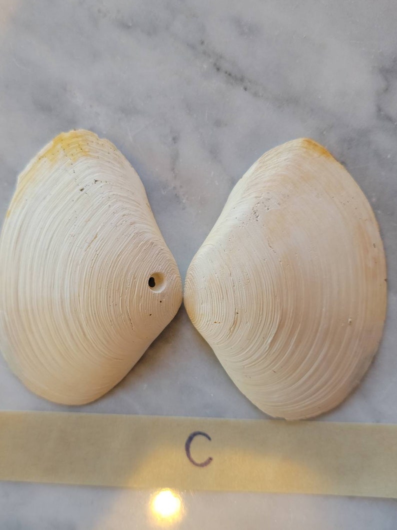 Rare Venus Clam Fossil Doubles, Yorktown Formation Shells - Etsy