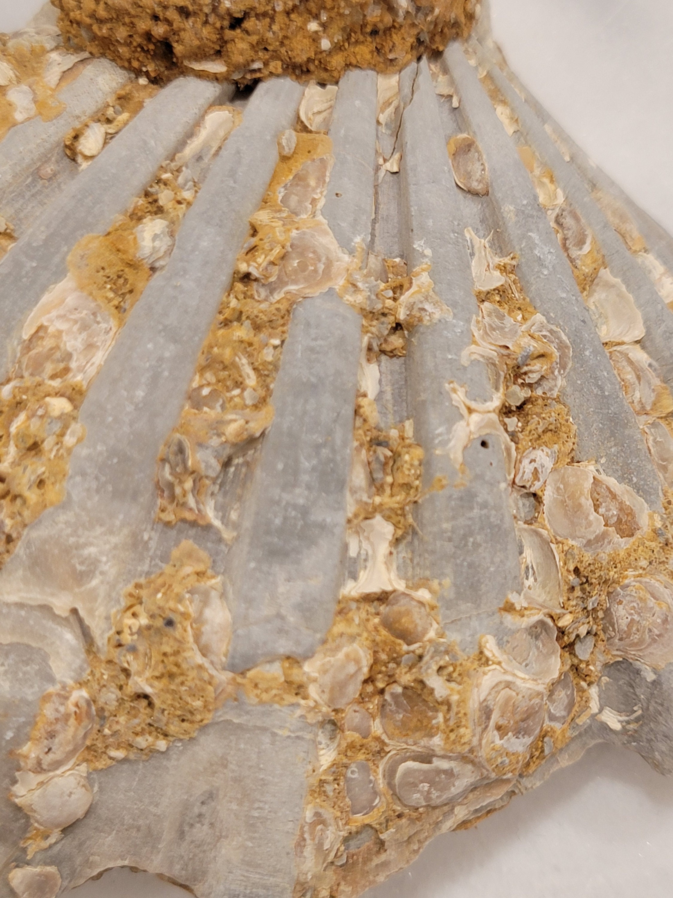 FOSSILIZED SCALLOP MATRIX Scallop Shell Fossil Chesapecten - Etsy