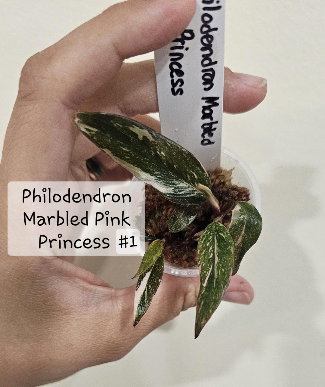 Philodendron Marbled Pink Princess, Starter Plant, ALL STARTER PLANTS ...