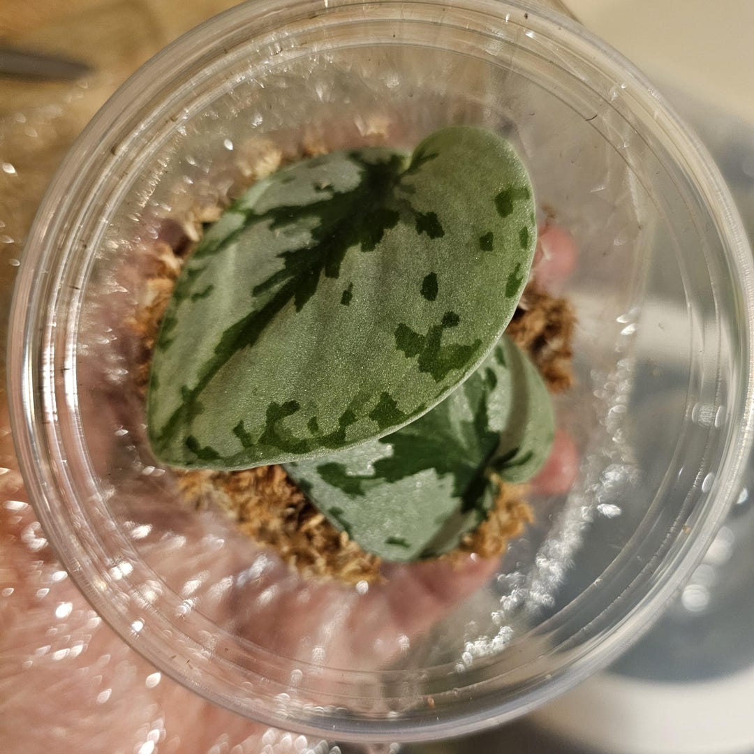 Scindapsus Silver Knight, Starter Plant STARTER PLANTS REQUIRE That You ...