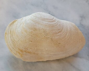 Geoduck - Etsy