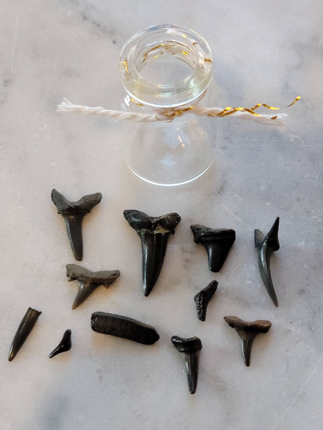 SHARK TOOTH CAPSULE 10 Piece, Fossilized Shark Teeth, Shark Tooth ...