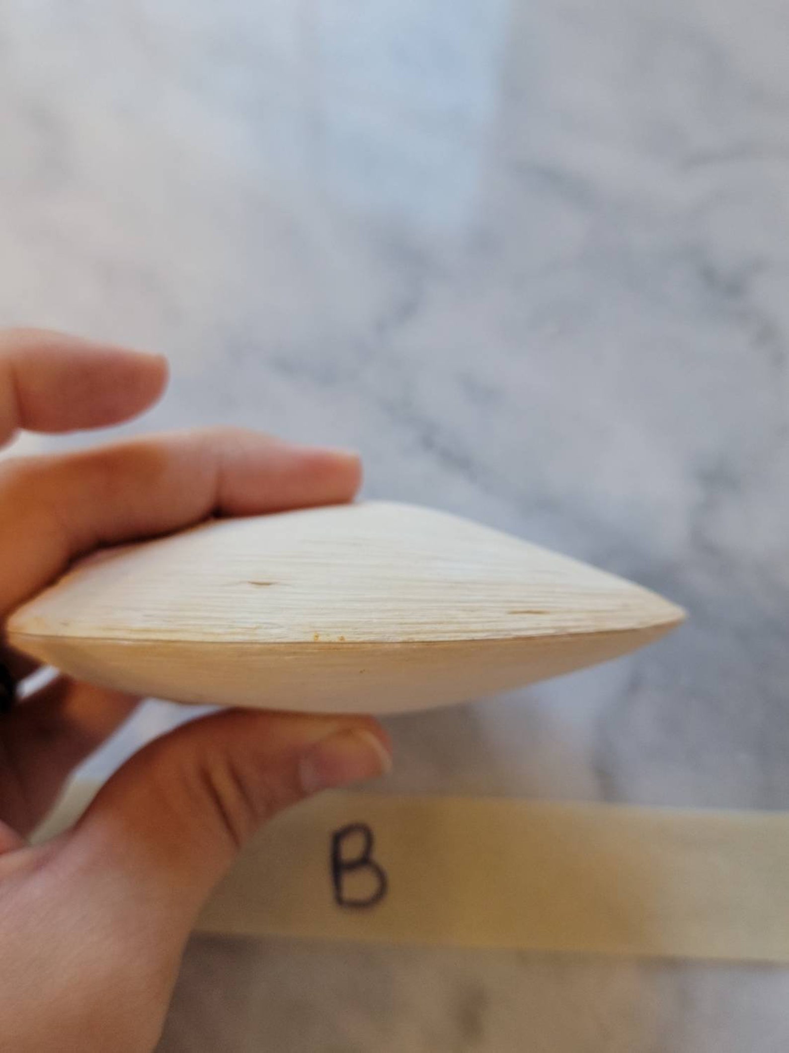 RARE* VENUS CLAM Fossil Doubles, Fossilized Shell, Clam Shells, Whole ...