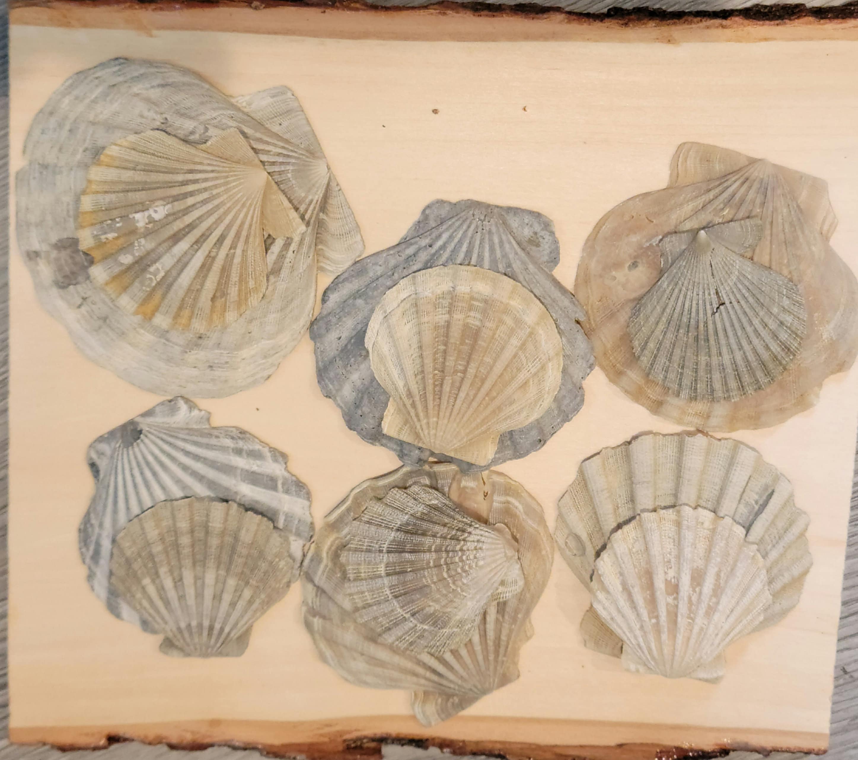 SHARK TEETH & SHELLS, 10 Fossilized Shark Teeth, 2 Fossilized Shell ...