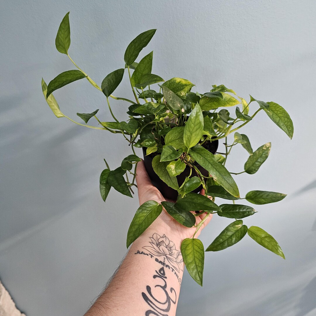 Skeleton Key Pothos, Exact Plant, Rare Find - Etsy