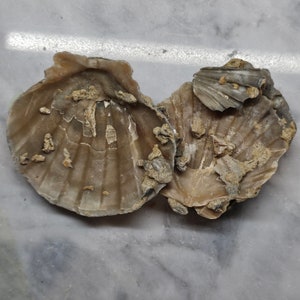 FOSSILIZED SCALLOP MATRIX, Scallop Shell Fossil, Chesapecten Fossil ...