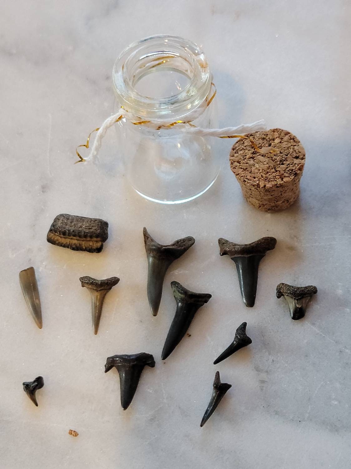SHARK TOOTH CAPSULE 10 Piece, Fossilized Shark Teeth, Shark Tooth ...