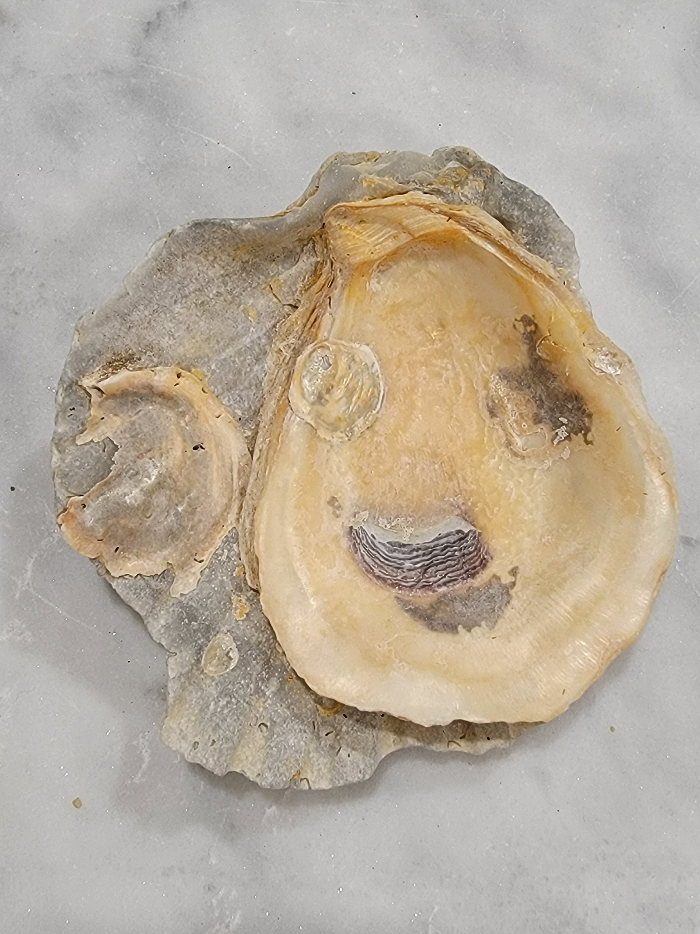 FOSSILIZED SCALLOP MATRIX Scallop Shell Fossil Chesapecten - Etsy