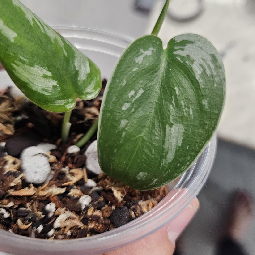 SCINDAPSUS SILVER SWAN Lightly Rooted Cutting, Exact Plant, Rare Find ...